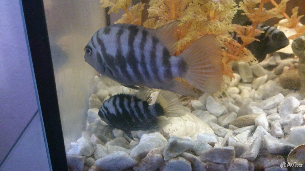 Отдам цихлид