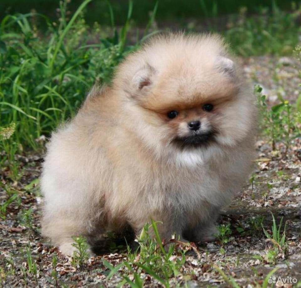 Забавный комочек счастья