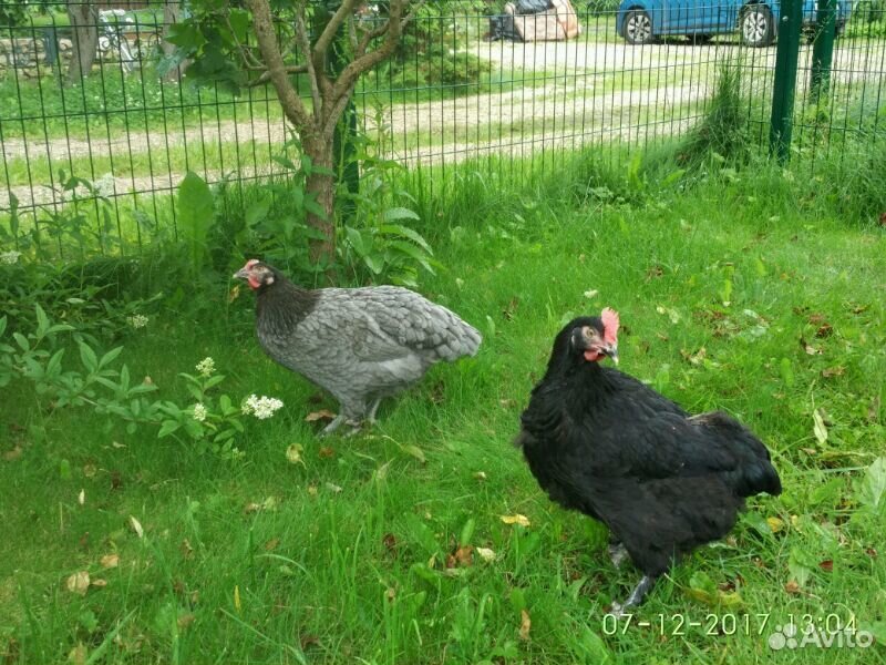 Куры несушки маран, барневельдер, легбаб