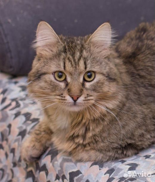 Ласковый котик, тигрового окраса в добрые руки