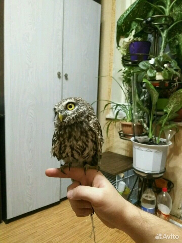 Сова домой сыч