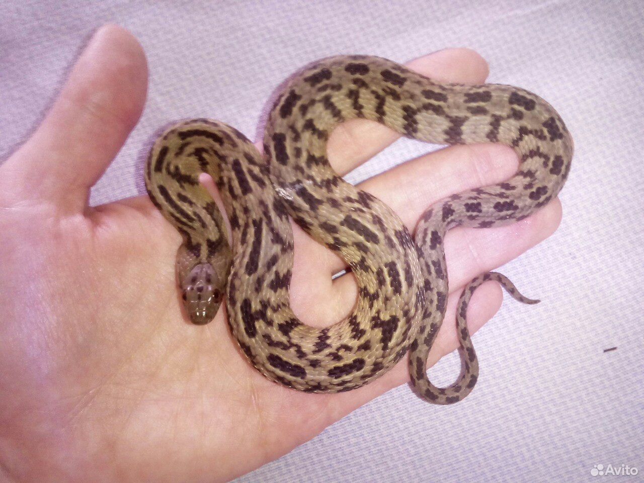 Неродия - змея, едящая рыбу