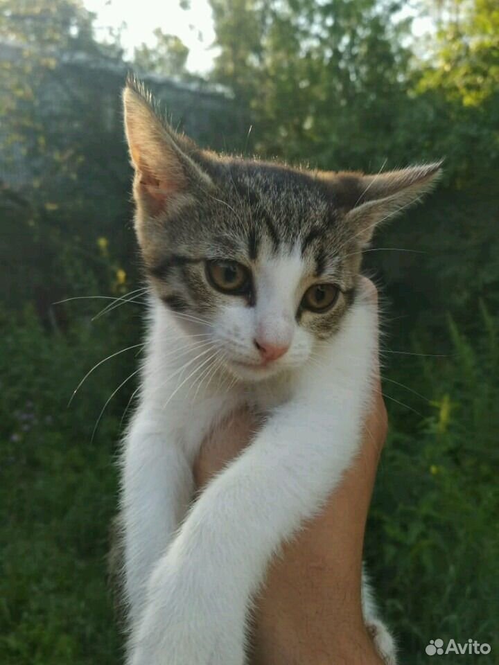 Очаровательная,ласковая кошечка (котёнок) в дар