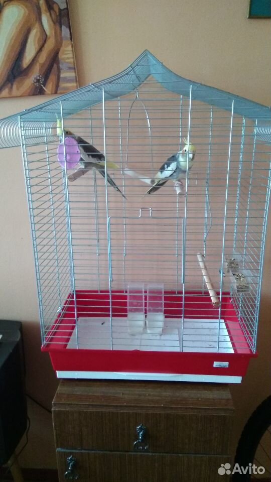 Продаётся пара корелл