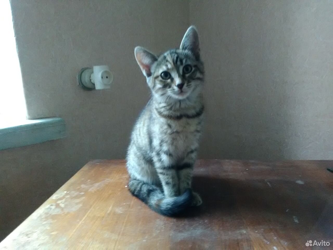 Подросли хорошие котятки