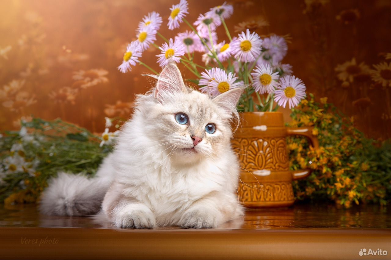 Продается сибирский котенок