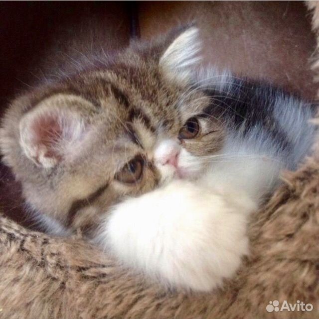 Кошечка хорошечка