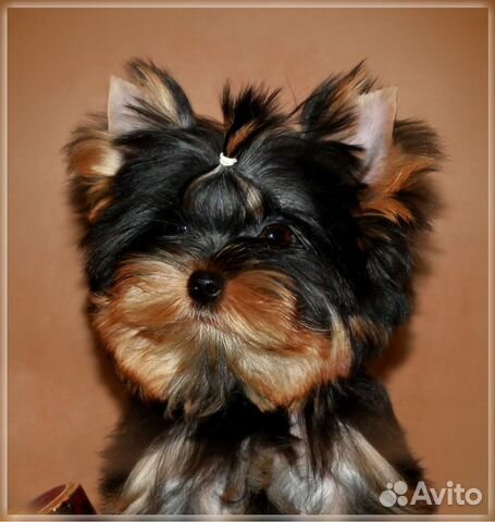 Лучший подарок Йорк