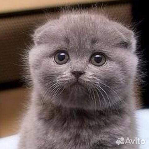 Продается британский вислоухий котик