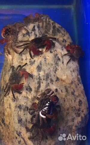 Краб мангровый
