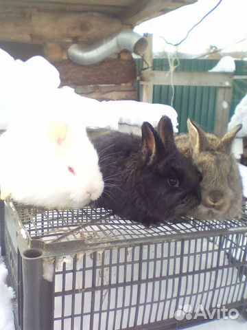 Крольчата двухмесячные