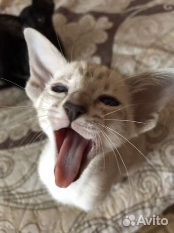 Кому озорницу