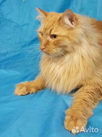 Солнечный котик