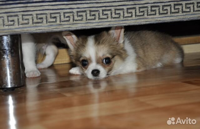 Солнечная девочка