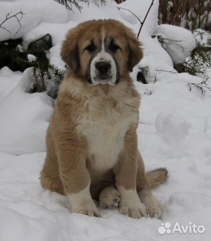 Алабай - подрощенная сука