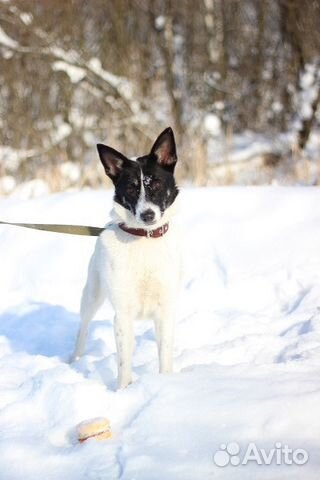 Маленькая и очень симпатичная собачка