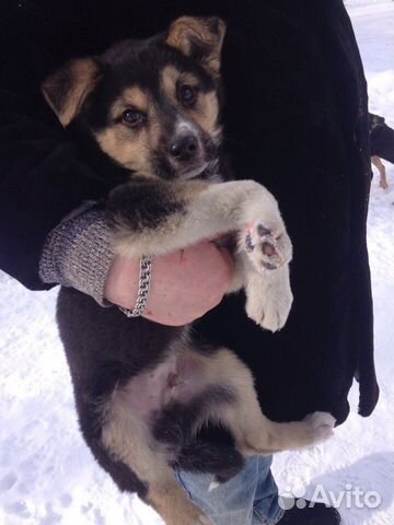 Овчароидный мальчик в дар