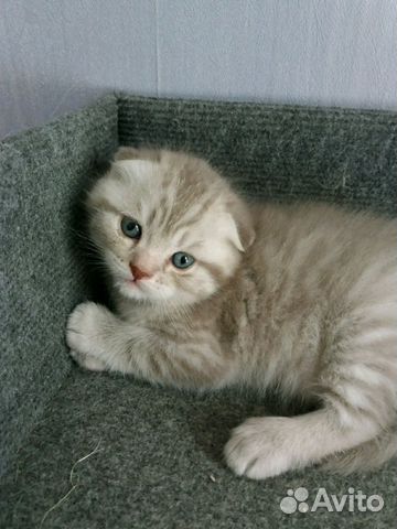 Кофейный мальчик