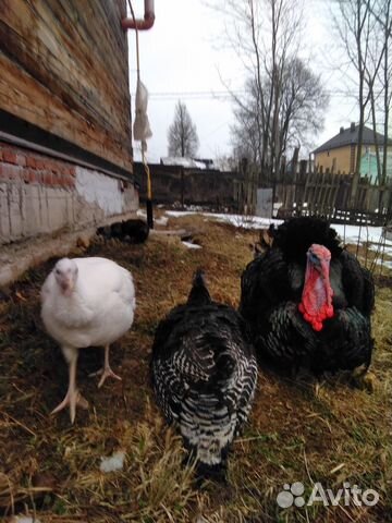 Продаю индюков