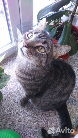 Тигруля Сёмушка