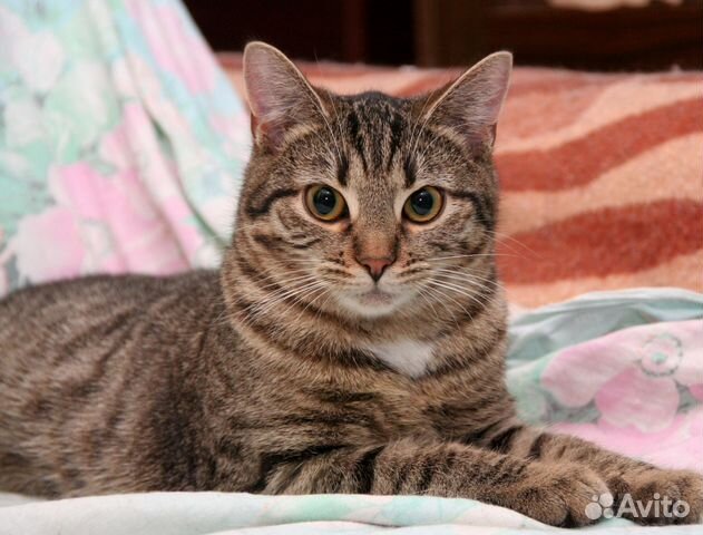 Котенок-подросток девочка