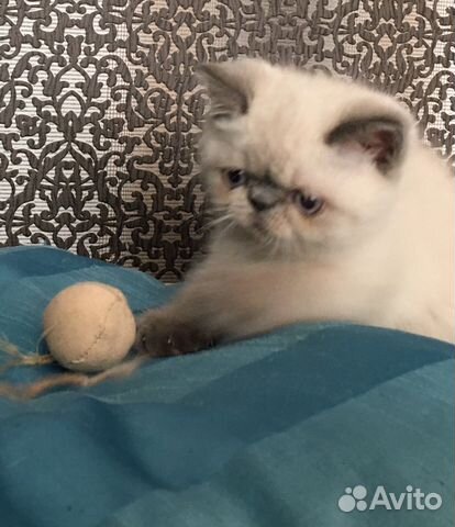 Экзотический котик