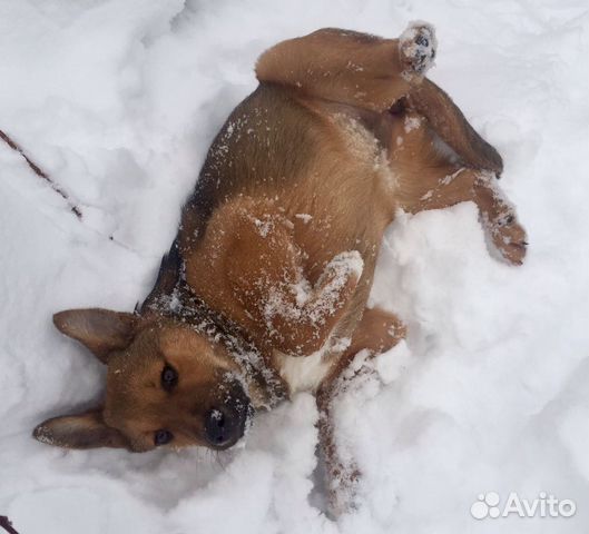 Прекрасные щенки (две девочки) ищут хозяев
