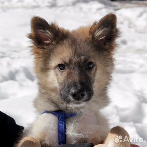 Очень красивый щенок 3,5 мес в дар