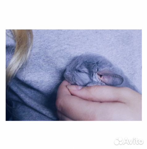 Шиншиллята
