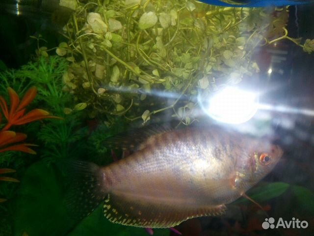 Гурами золотой