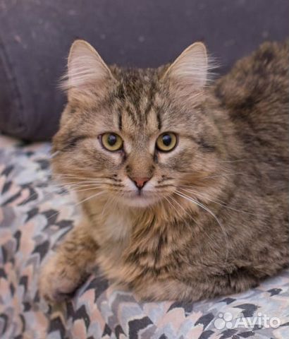 Ласковый котик, тигрового окраса в добрые руки