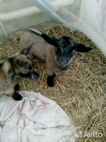 Камерунский козлик