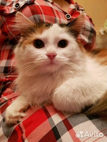 Трехцветка милая Розалия 8мес стерилизованна