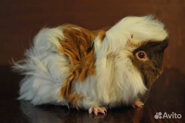 Морская свинка - перуанец