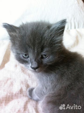 Продам котенка
