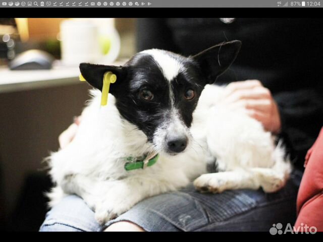 Мышка ищет дом