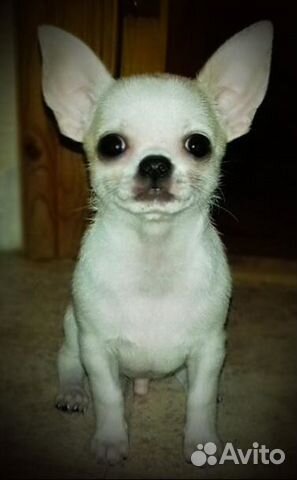 Чихуахуа, мальчик 03.03.2018