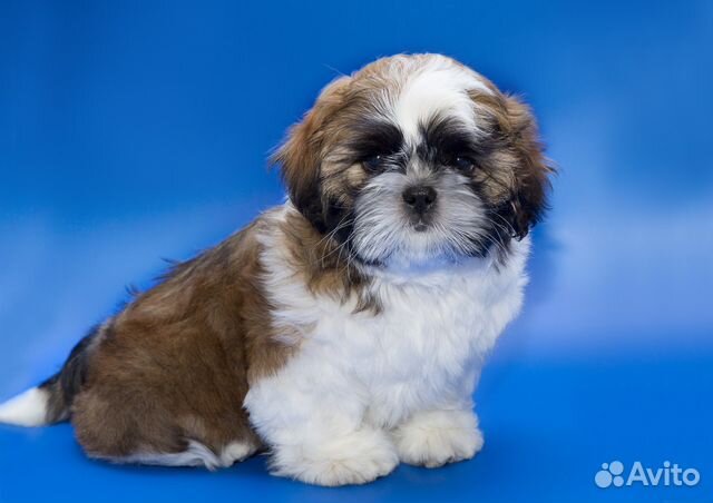 Обьявление назови Продаются ши -тцу