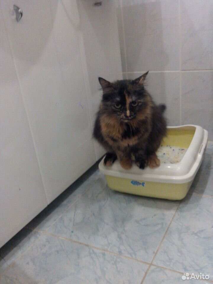 Сибирская черепаховая