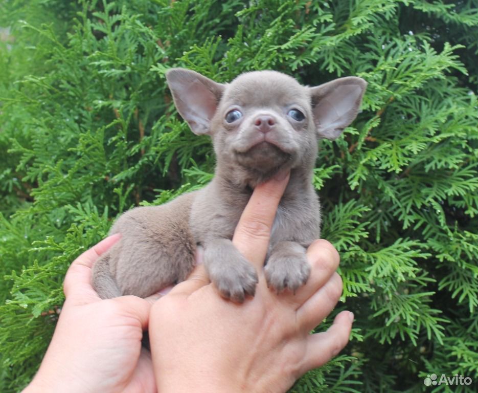 Чихуахуа лиловая однотонная Леда