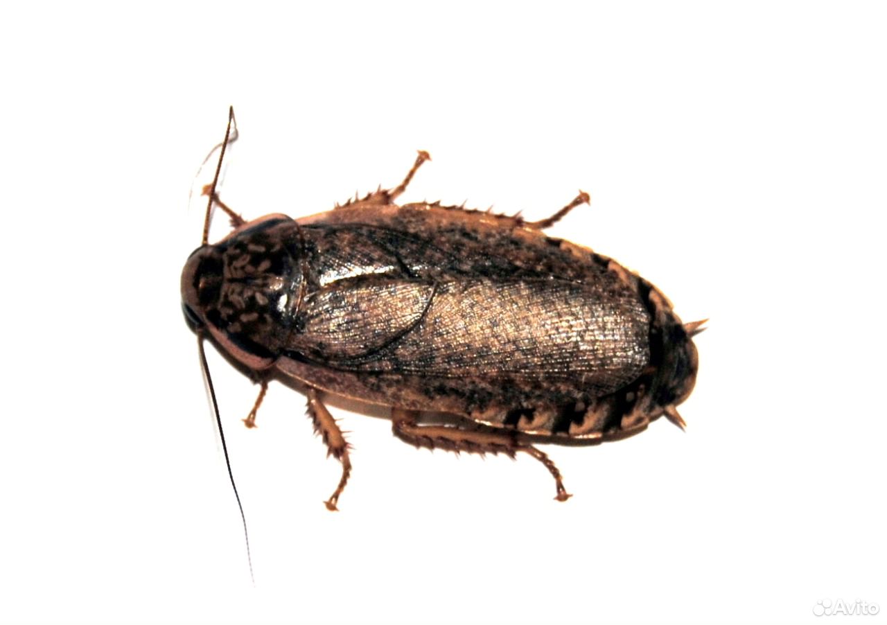 Кормовые тараканы (Nauphoeta cinerea)