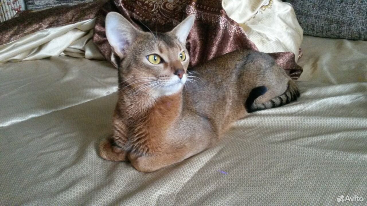 Вязка с котом Абиссинцем