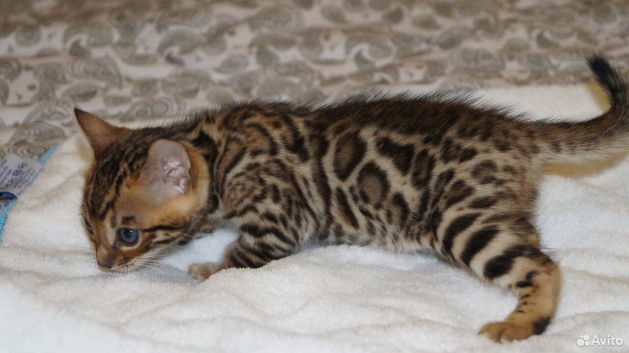 Чудо котята бенгалята