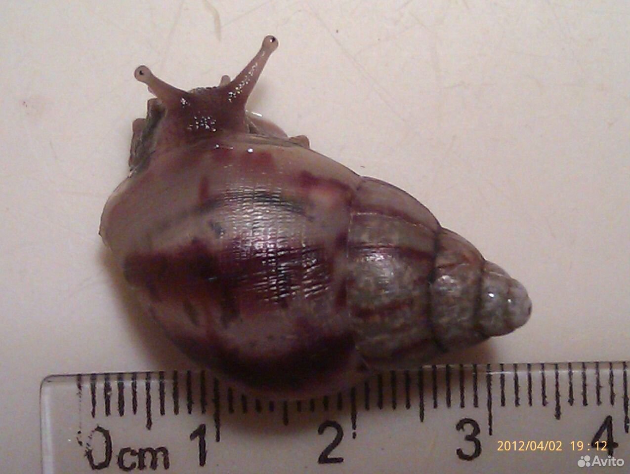 Ахатина фулика сухопутная + птицеед