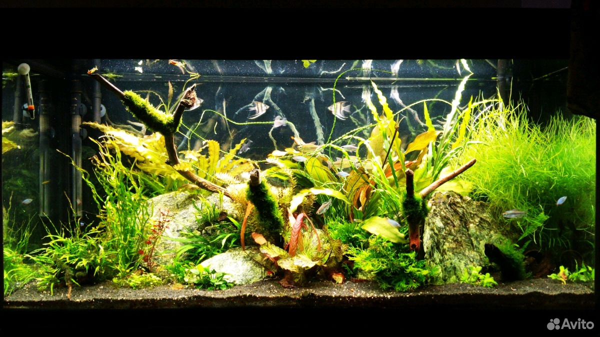 Продам водные растения из аквариума