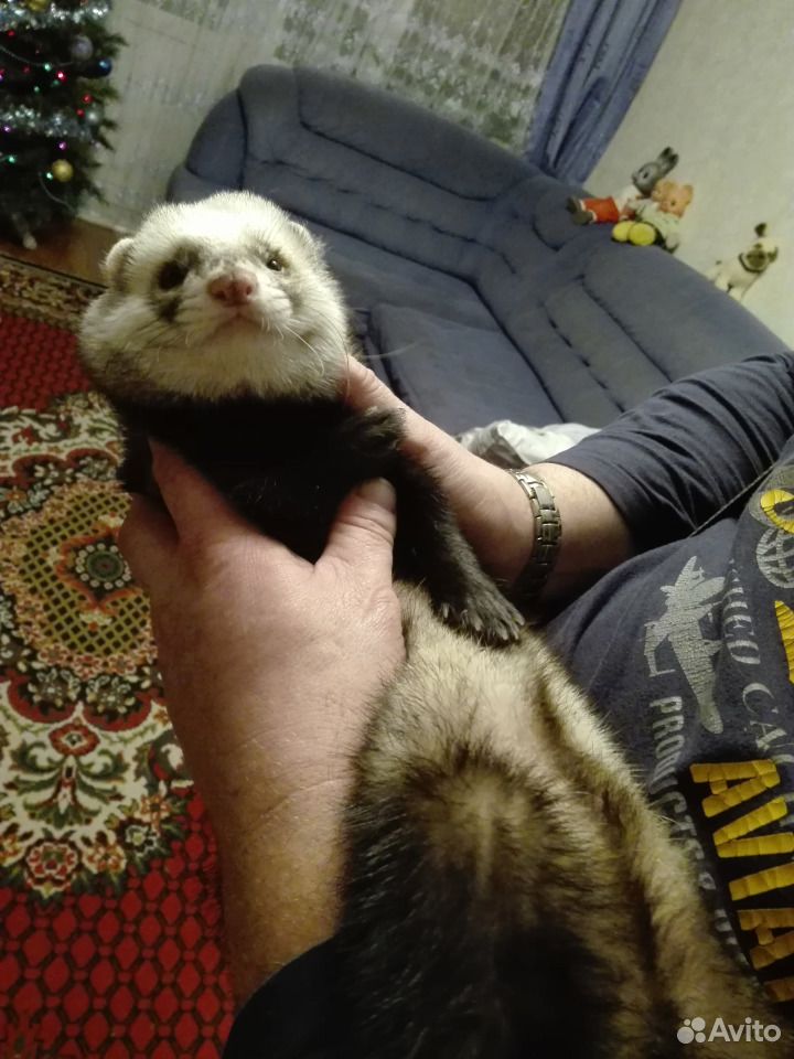 Хорёк - вязка