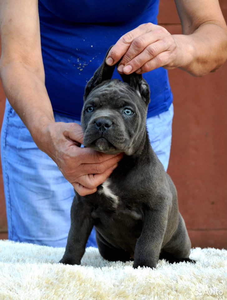 Две серых девочки кане корсо