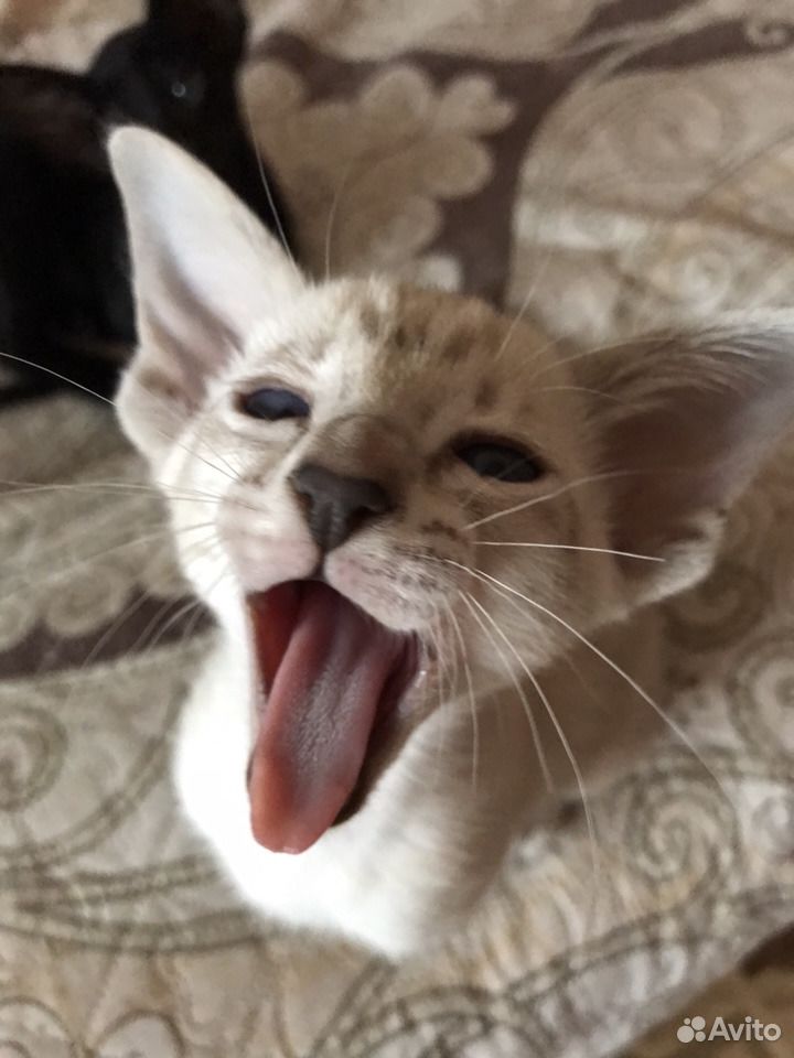 Кому озорники