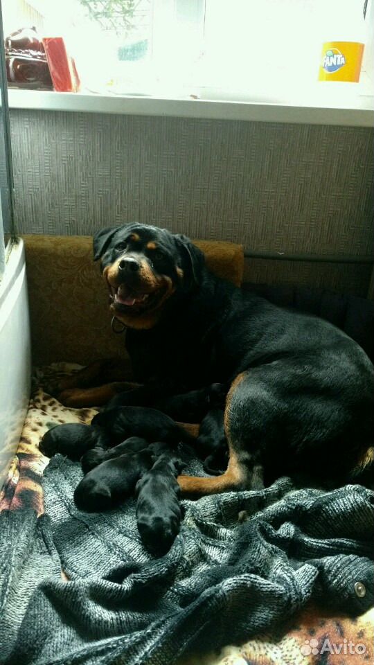 Щенки ротвейлера