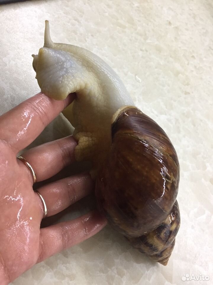 Улитка Ахатины